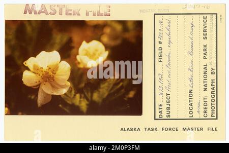 Frost on tundra vegetation. Alaska Task Force Photographs Stock Photo ...