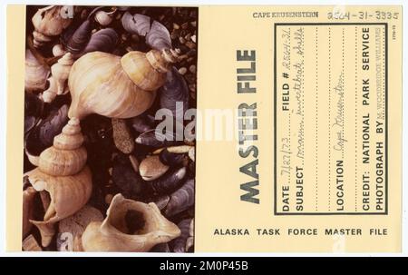 Marine invertebrate shells. Alaska Task Force Photographs Stock Photo ...