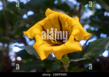 Big yellow flower of Chalice cup vine or cup of gold. Exotic tropical ...