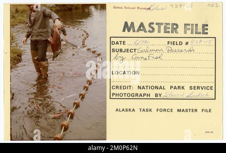 Salmon research by Com. Fish. Alaska Task Force Photographs Stock Photo ...