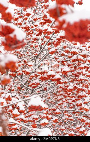 First snow on rowan tree leaf Stock Photo - Alamy
