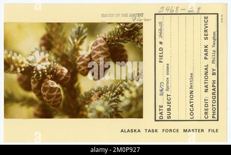 Spruce cones. Alaska Task Force Photographs Stock Photo - Alamy