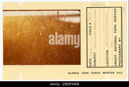 Dew on sedges (tussock tundra). Alaska Task Force Photographs Stock ...