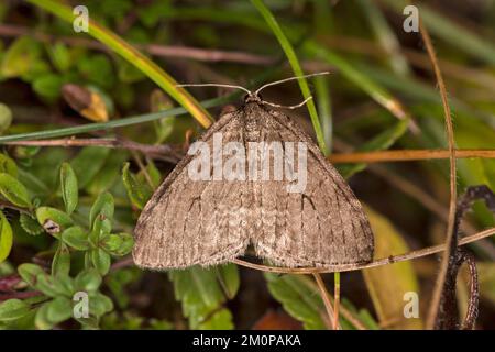 Winter moth (Operophtera brumata), Ovronnaz, Valais, Switzerland Stock ...