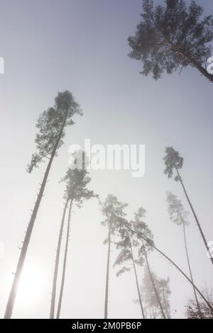 Sulovske skaly (Sulov Rocks): single trees, sun in morning mist in ...