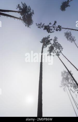 Sulovske skaly (Sulov Rocks): single trees, sun in morning mist in ...