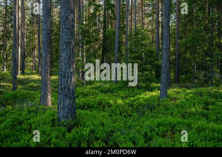 A summery and lush Pine forest on an early morning in Estonia, Northern ...