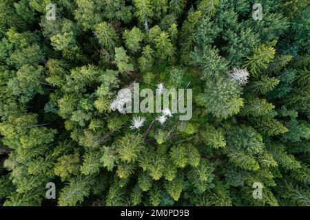 Aerial of a late summer mixed boreal forest in Estonia, Northern Europe ...