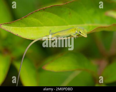 Carolina Anole lizard posing with red dewlap isolated against dark ...