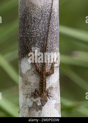 A brown anole (Anolis sagrei), also known as the Bahaman anole or De la ...