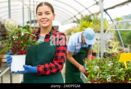 Woman gardener is standing with flowers Guinea Impatiens Stock Photo ...