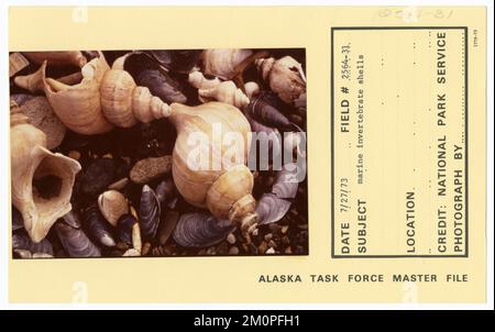 Marine invertebrate shells. Alaska Task Force Photographs Stock Photo ...