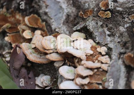 A closeup of a tree bark overgrown with Trametes versicolor Stock Photo ...