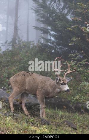 A large black-tailed buck in the yard of a home in Eugene, Oregon Stock ...