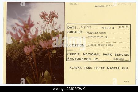 Shooting stars Dodecatheon sp.. Alaska Task Force Photographs Stock ...