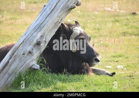Musk ox laying under dead tree close up Stock Photo - Alamy