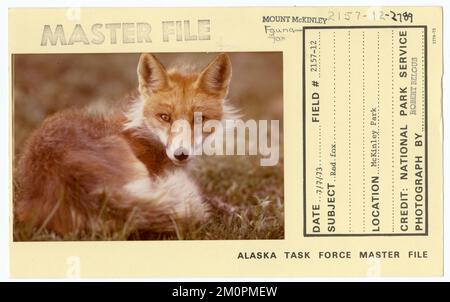 Red fox. Alaska Task Force Photographs Stock Photo - Alamy