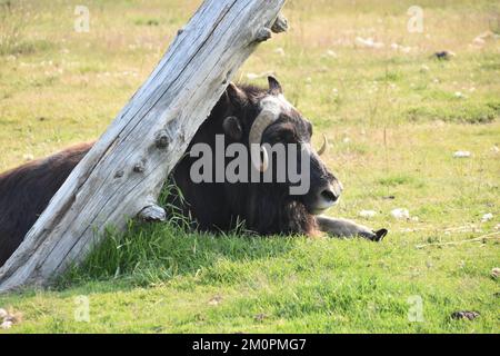 Musk ox laying under dead tree close up Stock Photo - Alamy