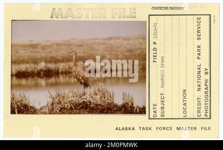 Sandhill crane. Alaska Task Force Photographs Stock Photo - Alamy