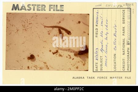 Aquatic life - snail, insect larva, baby char. Alaska Task Force ...