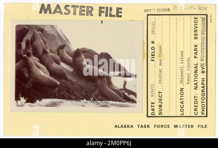 Steller sea lions. Alaska Task Force Photographs Stock Photo - Alamy