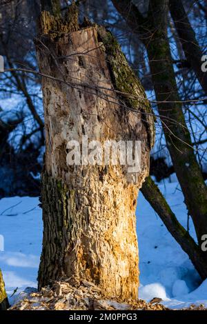 Tree Trunk Eaten By Insects. Natural old tree texture. Top view of the ...