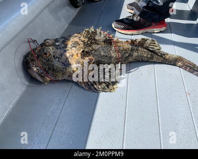 Very ugly Irish lord fish Stock Photo - Alamy