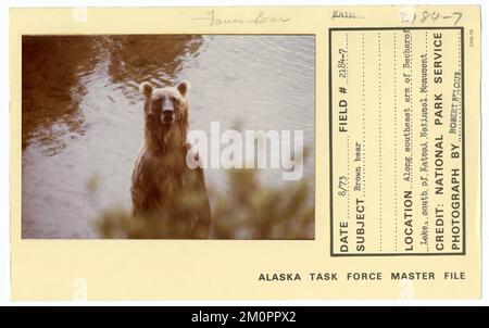 Brown bear. Alaska Task Force Photographs Stock Photo - Alamy