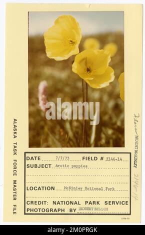 Poppies. Alaska Task Force Photographs Stock Photo - Alamy