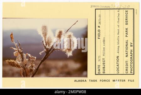 Willow catkin. Alaska Task Force Photographs Stock Photo - Alamy
