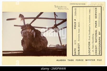 Grizzly bear skull. Alaska Task Force Photographs Stock Photo - Alamy