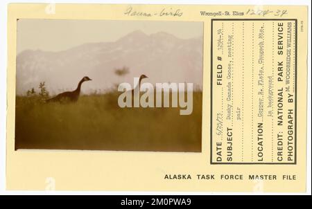 Dusky Canada Goose, nesting pair branta canadensis occidentalis. Alaska ...
