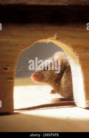 Mouse hole in a skirting board / baseboard Stock Photo - Alamy