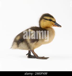animal, babies,bird, duck, duckling, small, studio, little, feather ...