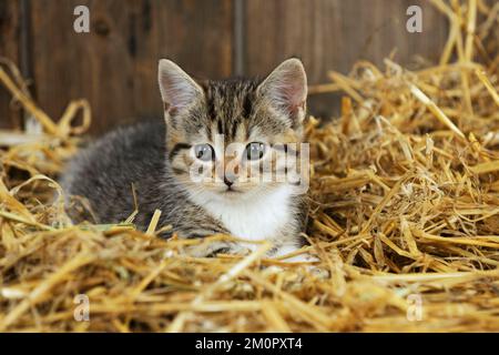 CAT. Kitten sitting in straw Stock Photo - Alamy