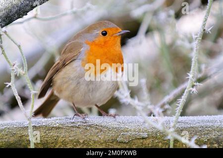 Bird - Robin in frosty setting Stock Photo - Alamy