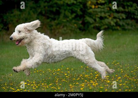 DOG labradoodle running in a field Stock Photo - Alamy