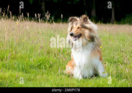 Dog Rough Collie Stock Photo - Alamy