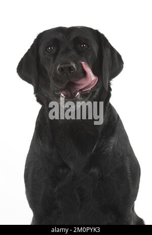 DOG. Black Labrador portraits, studio 9 weeks old Stock Photo - Alamy