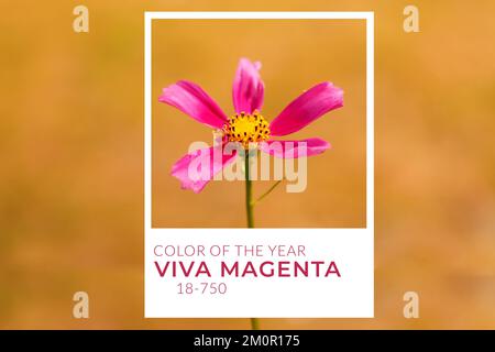 Defocus cosmos flower. A magenta cosmic flowers among the summer yellow ...