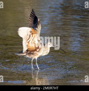 Long billed Curlew Wings Stretched up Stock Photo - Alamy