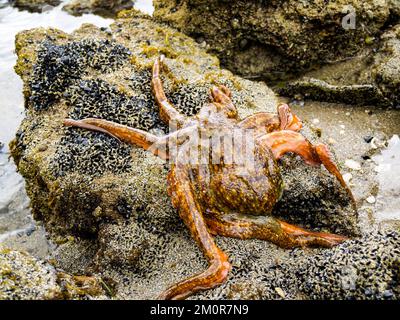Octopus climbing out of rock pool Stock Photo - Alamy