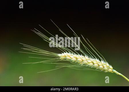 barley grass bird seed plant Stock Photo - Alamy