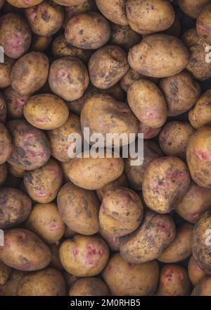 A pile of freshly picked potatoes on an autumn sunny day Stock Photo ...
