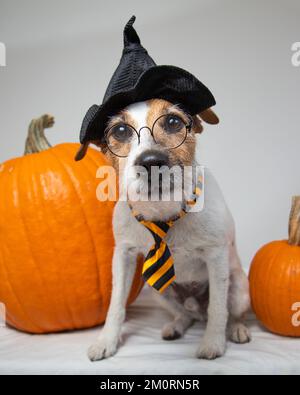 Jack Russell Terrier dog dressed in sunglasses and a checkered bandana ...