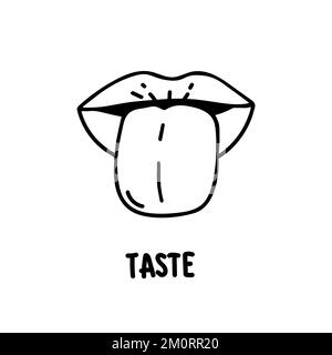 Vector - Color map of taste receptors in the tongue, four flavors ...