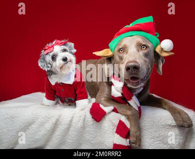 Silver labrador retriever and havapoo dressed as a Christmas elf and ...