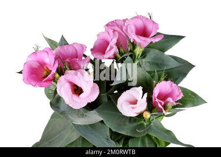 Potted Prairie Gentian plant with pink flowers on white background ...