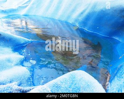 Sheerness, Kent, UK. 8th Dec, 2022. UK Weather: an icy frost in ...