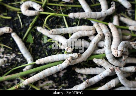 The silkworm is the larva or caterpillar of the domestic. It is an ...